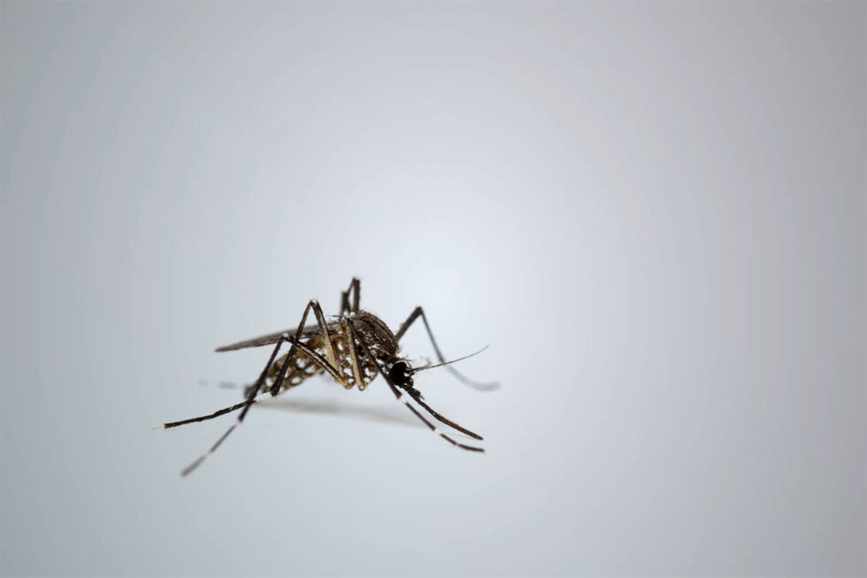 Objetivo Dengue: Comienza el curso autoadministrado “Abordaje Integral ...